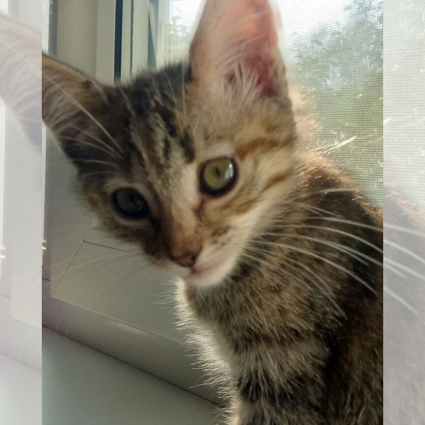 Котёнок в добрые руки