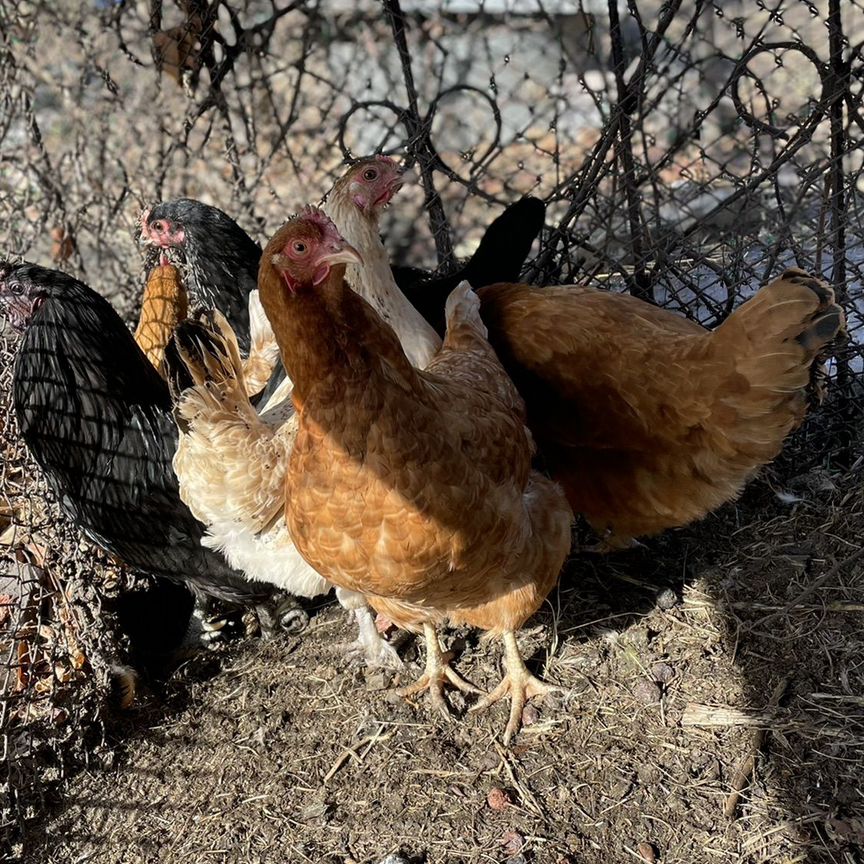 Курочки несушки