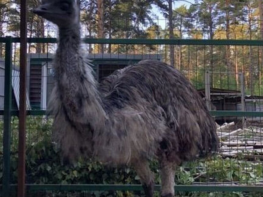 Домашний страус