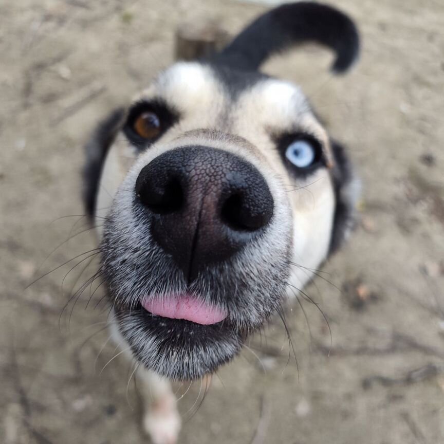 Взрослый пёс в добрые руки