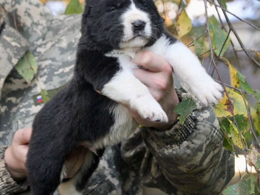 Черно белые алабаи