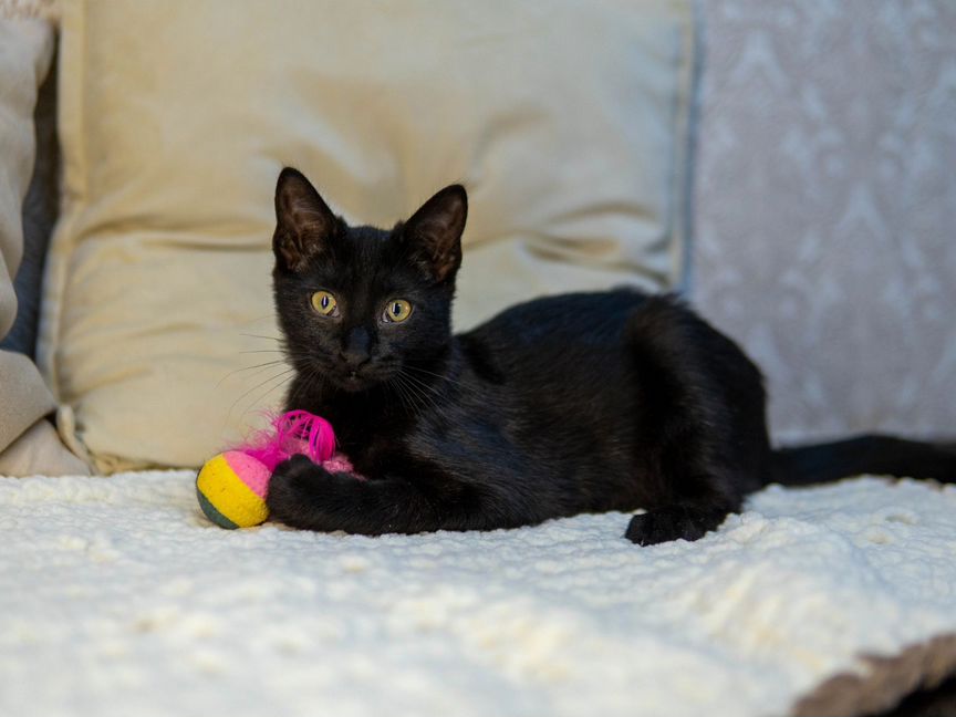 В добрые руки чёрный Кофеин