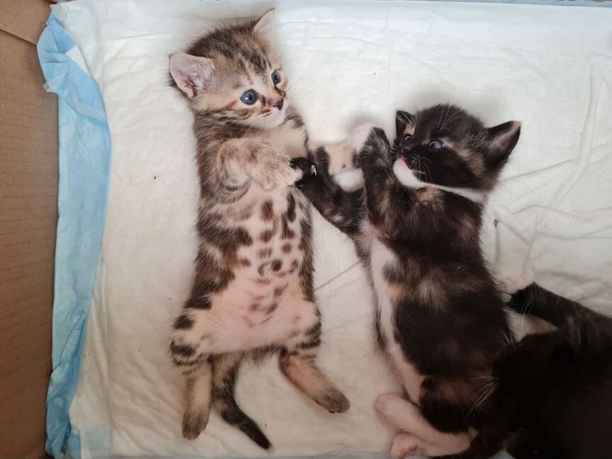 Кошечка в добрые руки