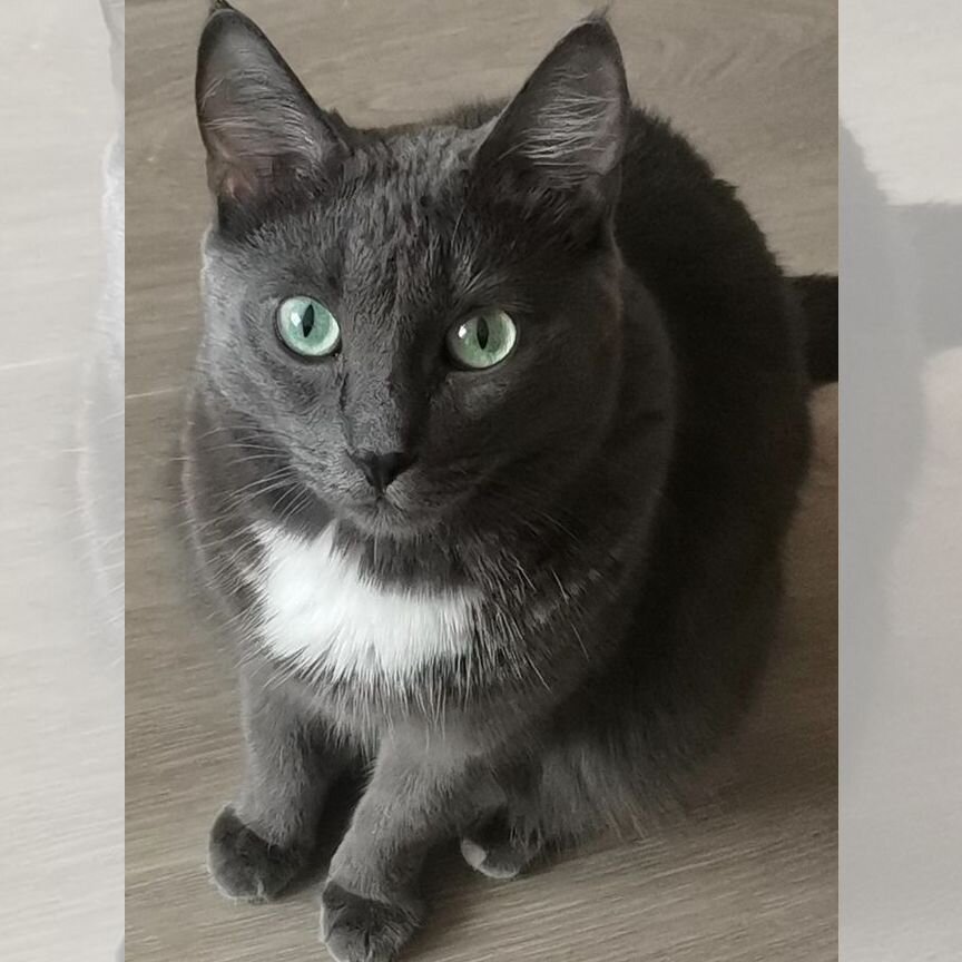 Взрослая, кошка в добрые руки