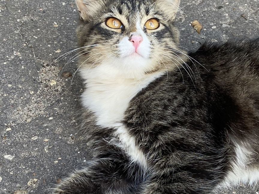 Шикарный котик с янтарными глазками ищет дом