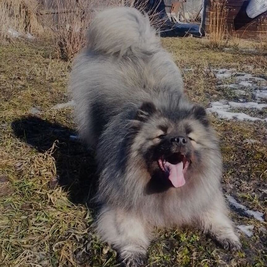 Вольфшпиц, взрослая собака