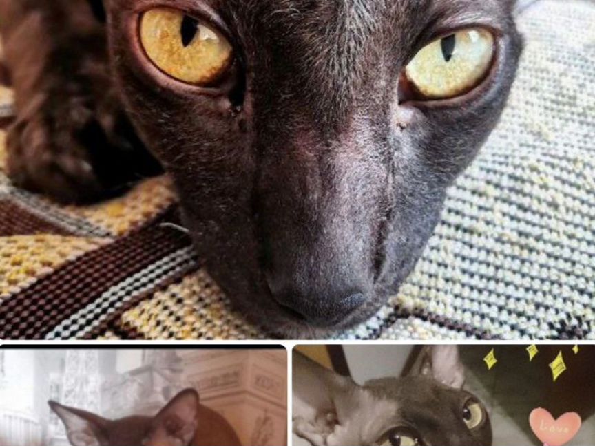 Отдам в добрые руки корниш-рекса