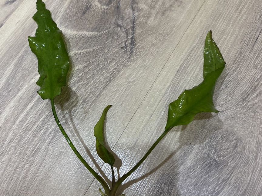 Криптокорины