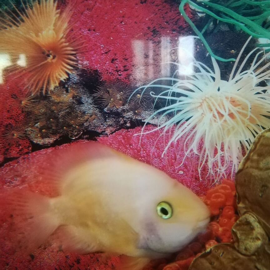 Рыбки попугай и сомик