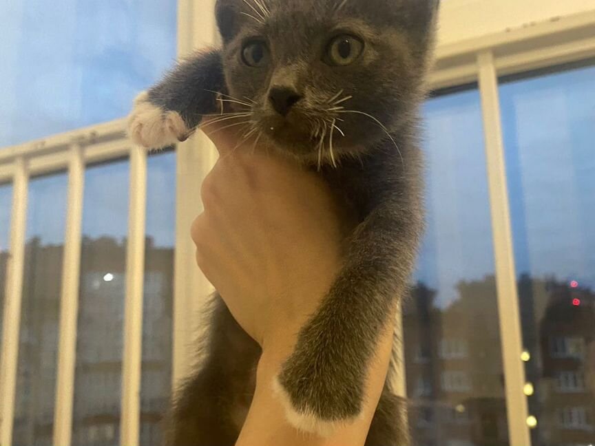 Лапушка котенок (похож на Аббесинскую породу)