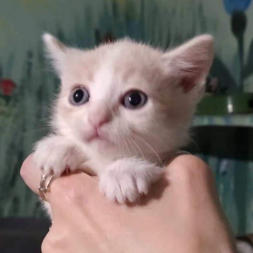 Котёнок-мальчик по кличке Зайчик