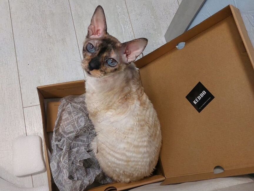 Кошка породистая в добрые руки