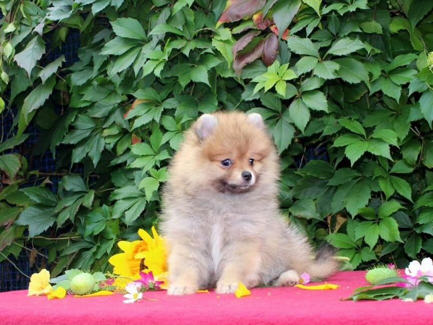 Помераночка, девочка-малышка енотик