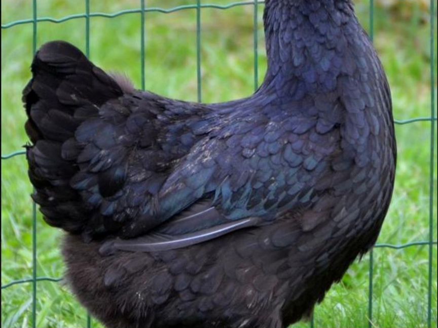 Черные куры ухейилюй