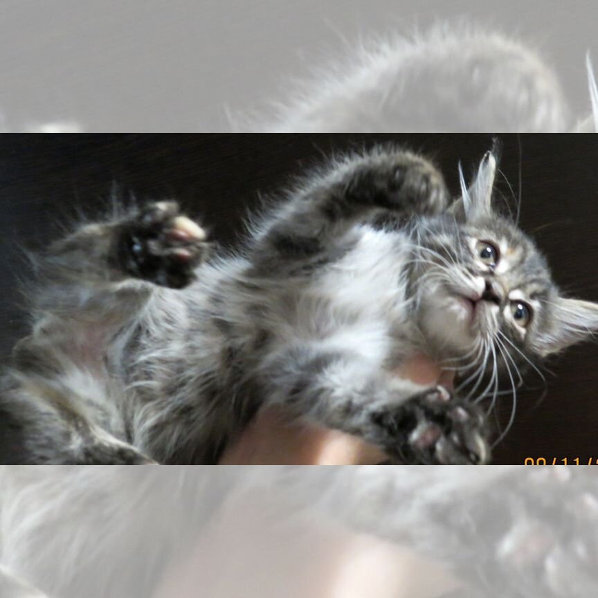 Котята британской породы