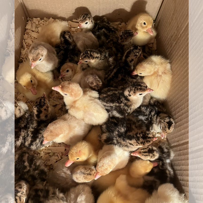 Индюшата Бронза есть