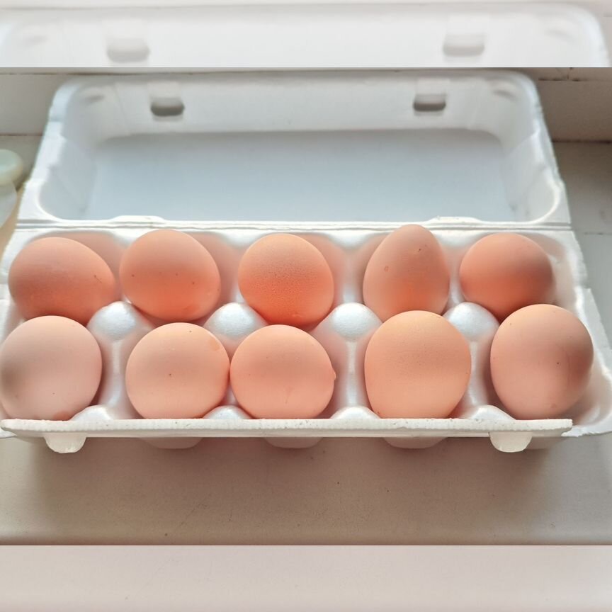 Яйца цесарки на инкубацию