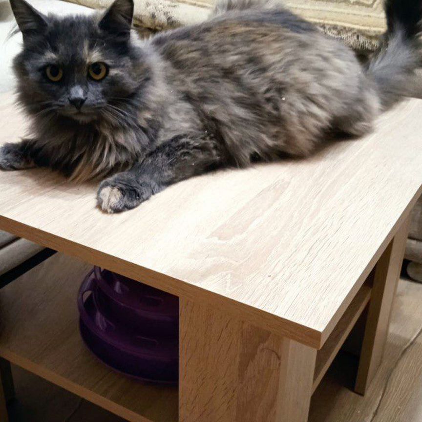 Кошка дымка ласкуша