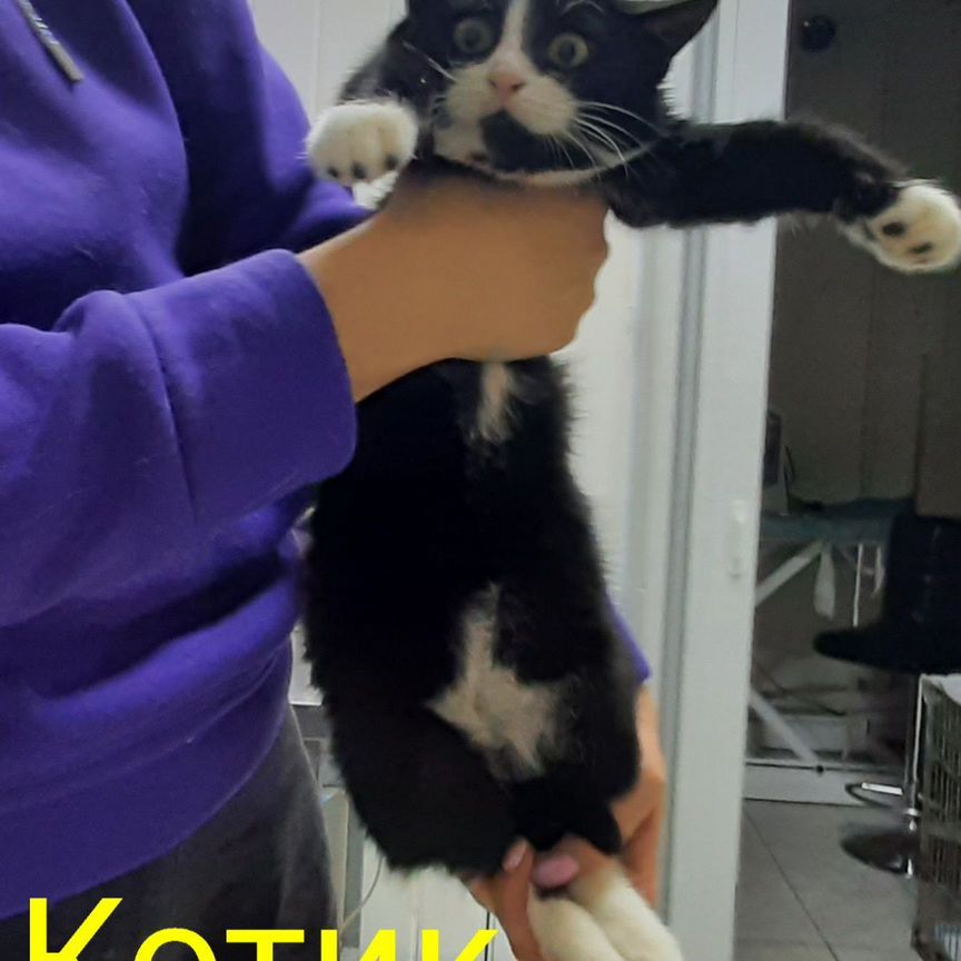Денежный котенок с прекрасными глазами