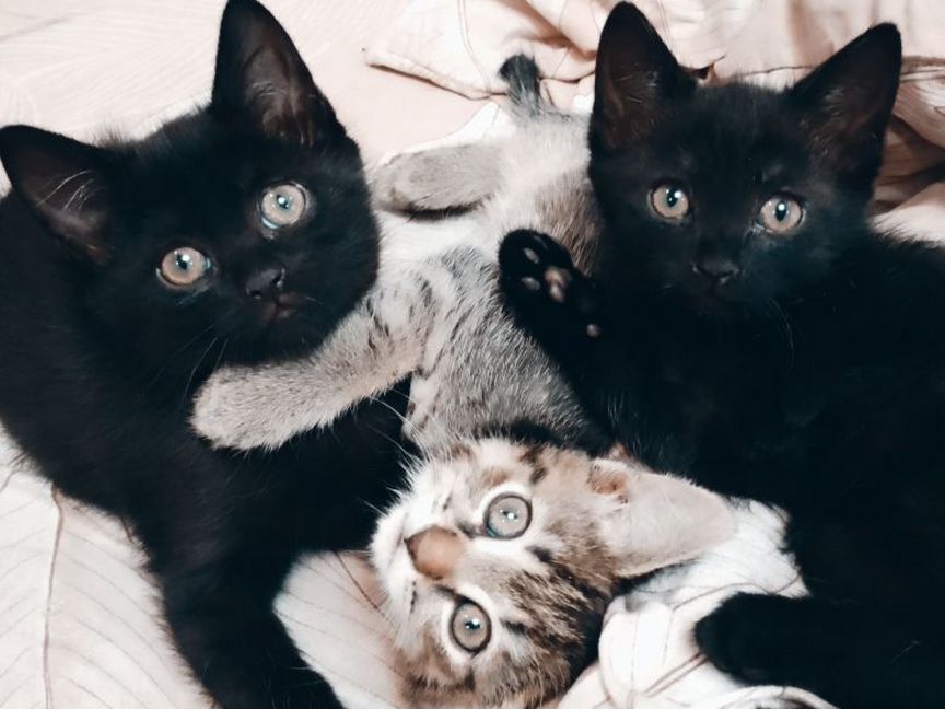 Воспитанные и милые котята