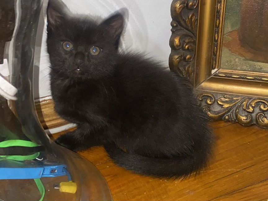 Котенок девочка в добрые руки