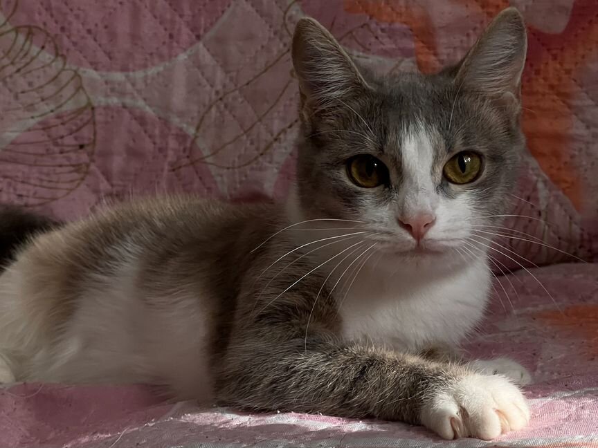 Лунная Принцесса ищет свой уютный Хогвартс