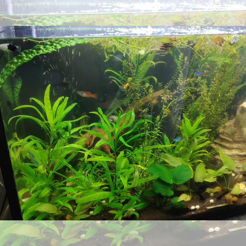 Аквариумные растения, прополка