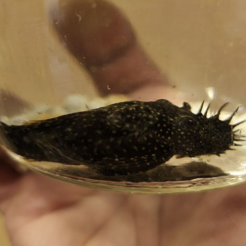 Анциструс самец