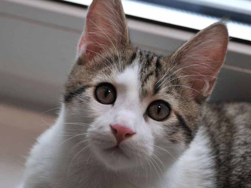 А вот кому котенка замечательного)