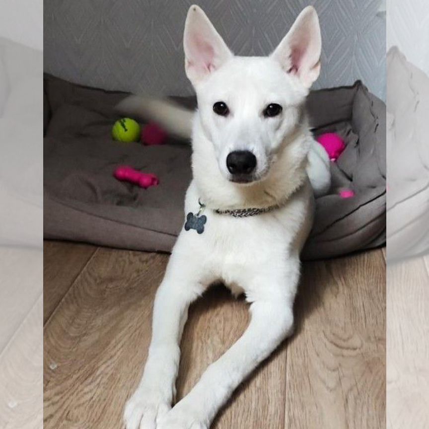 Щенок в добрые руки