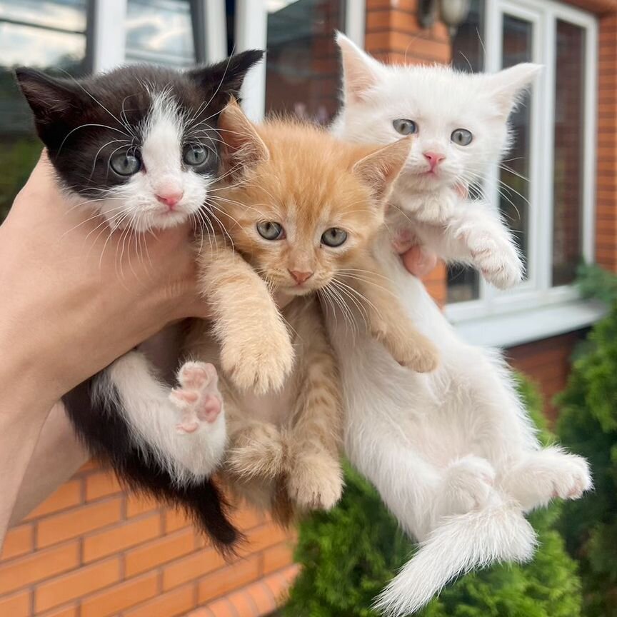 Котята в добрые руки