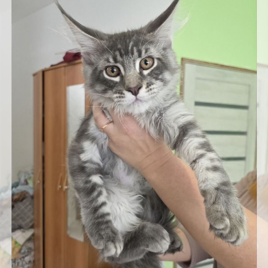 Мейн-кун котёнок