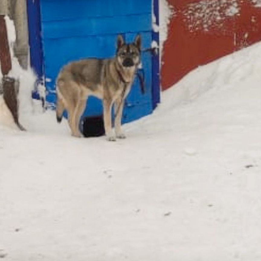 Отдам в добрые руки собаку породы хаски