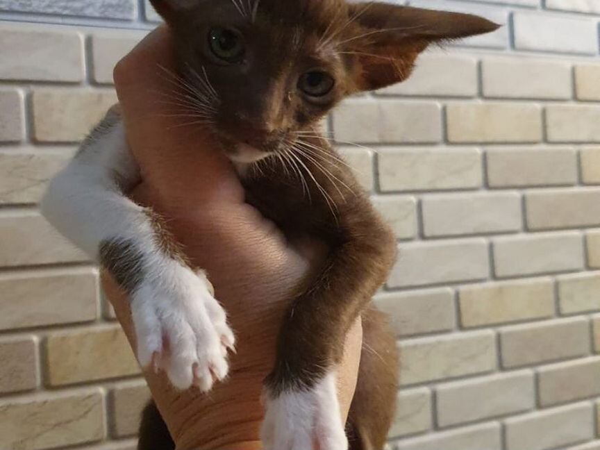 Ориентальные котята