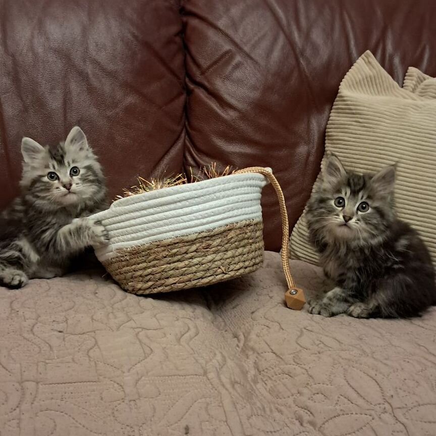 Курильский бобтейл длинношёрстный котёнок