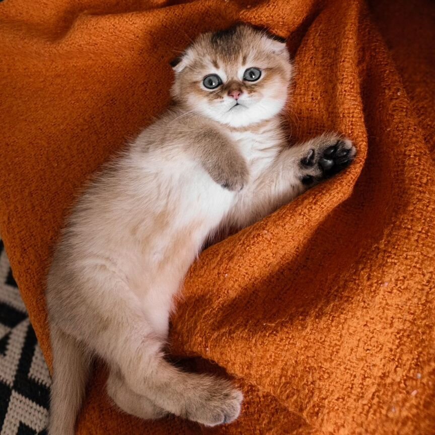 Шотландский вислоухий длинношёрстный котёнок