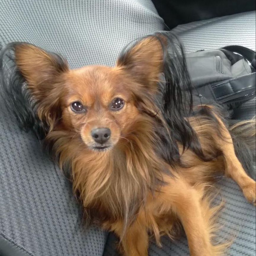 Потерялась собачка