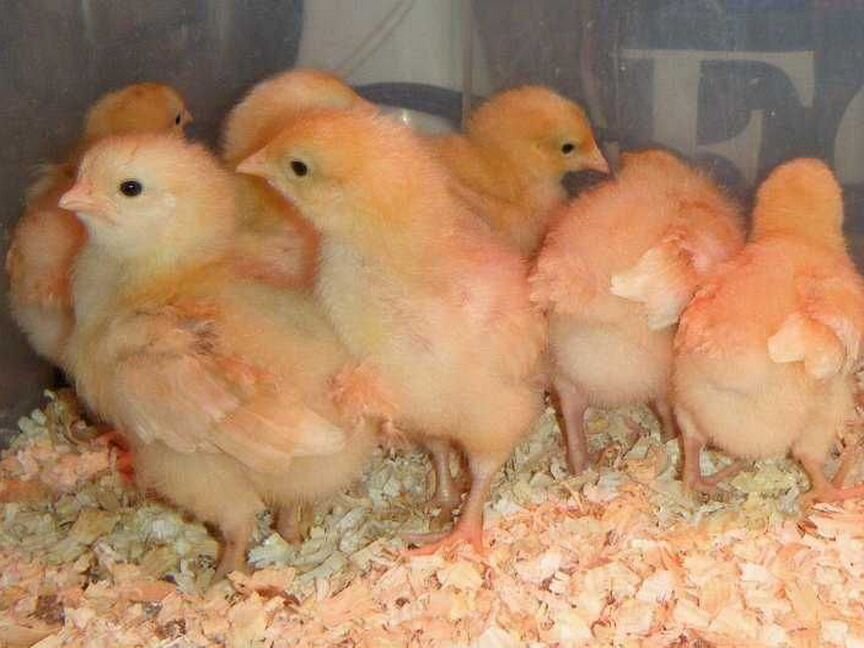 Цыплята орпингтон