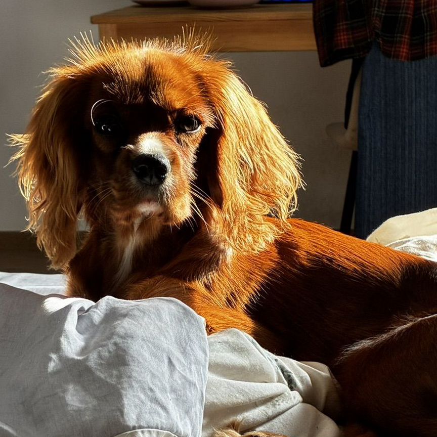 Кавалер кинг-чарльз-спаниель, щенок