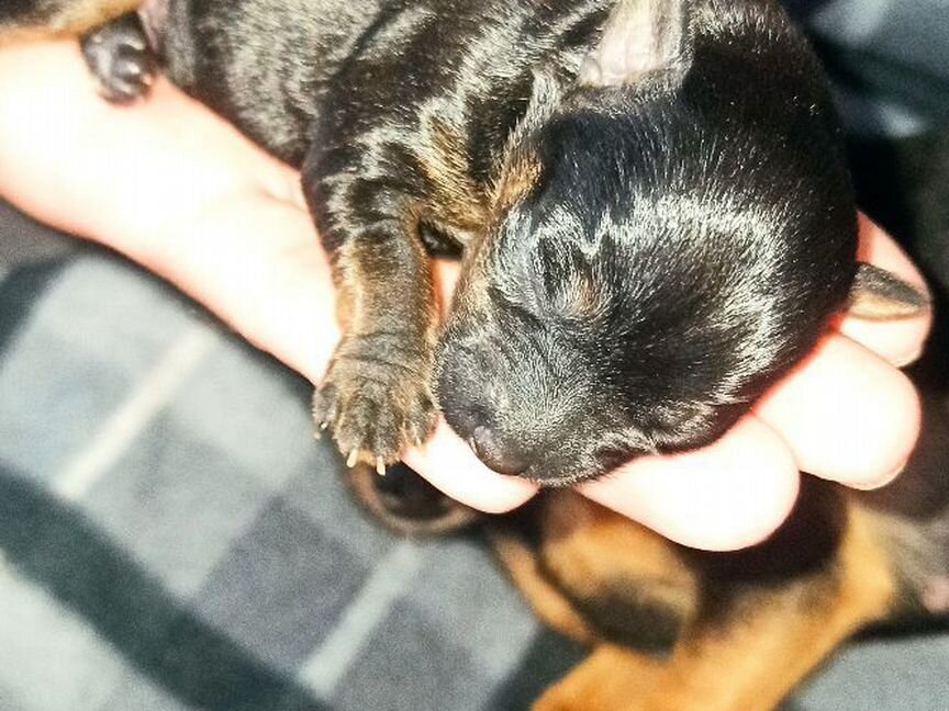 Щенки той- терьер