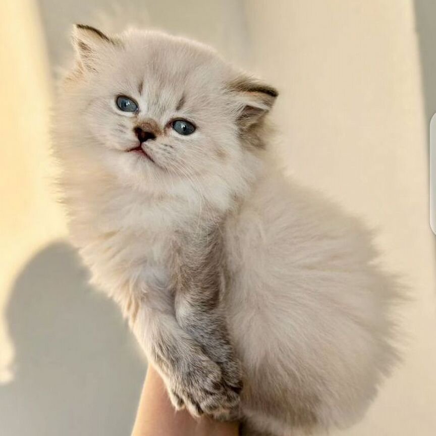 Котята Невские маскарадные