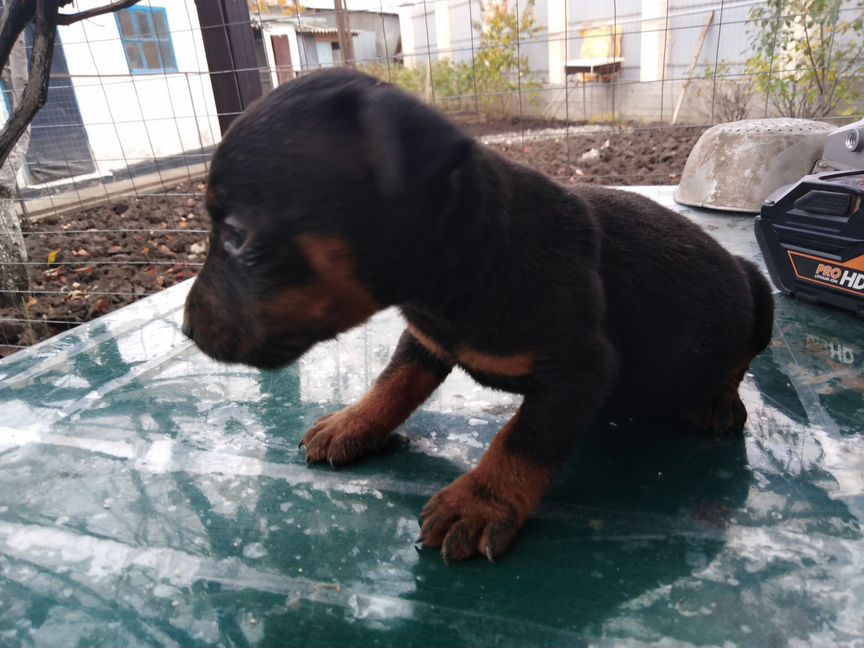 Щенки ягдтерьера