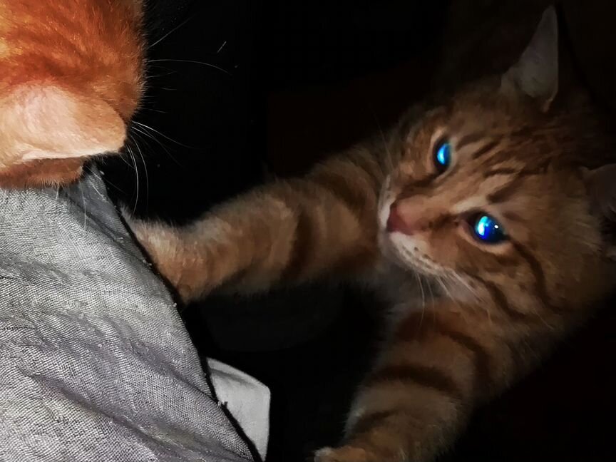 Котята курильского бобтейла