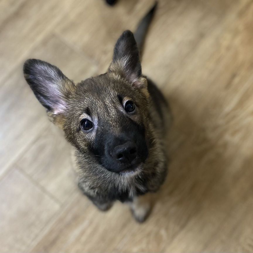 Щенки, 3 месяца