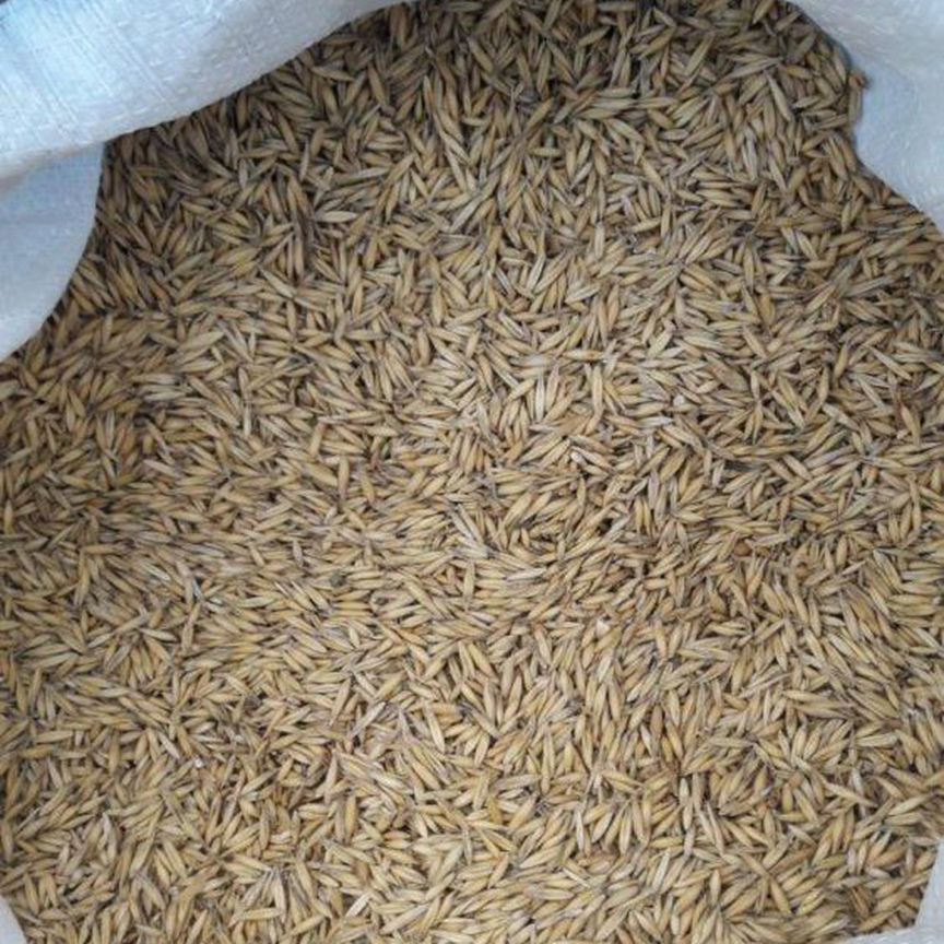 Зерно овес пшеница