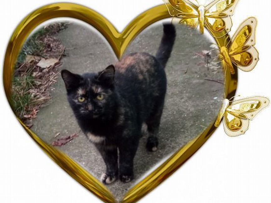 Кошечка-черепашка