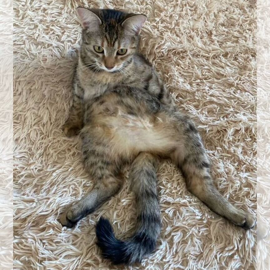 Абиссинская кошка, взрослая