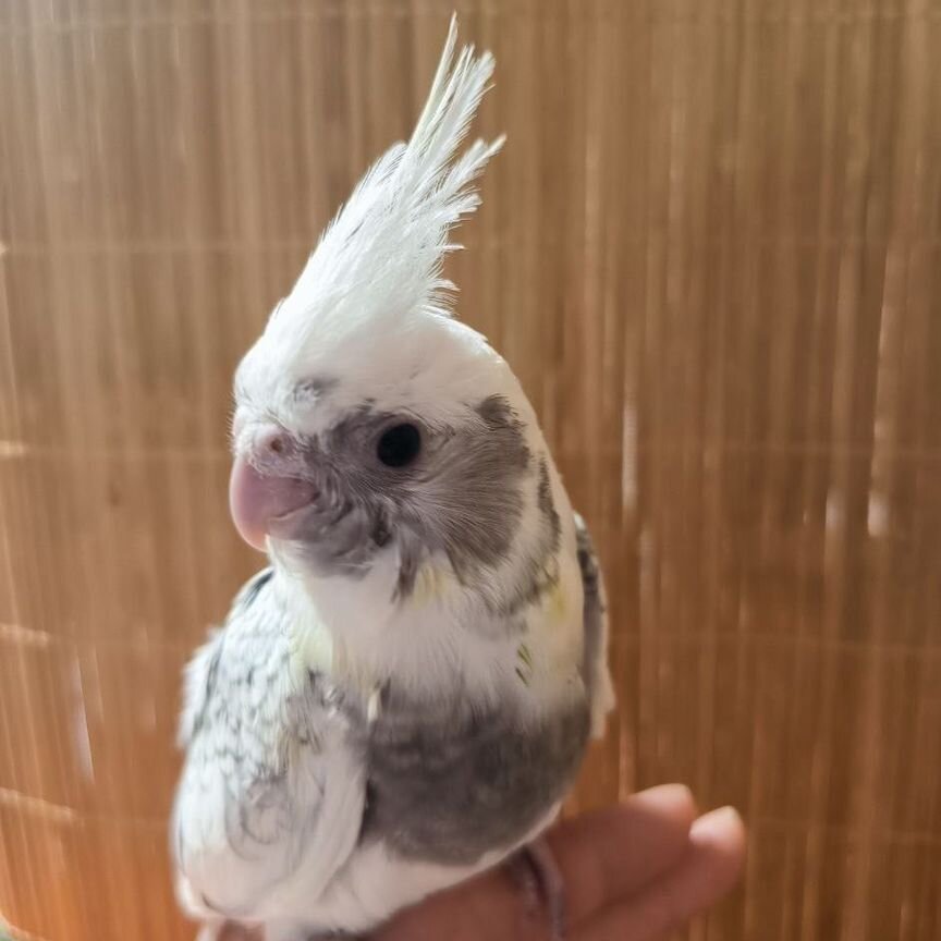 Попугай корелла птенец жемчужный