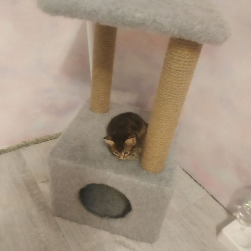 Котята 1,5 месяца