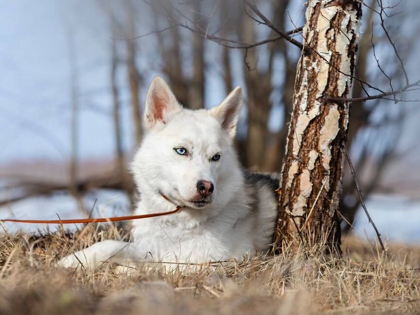 Хаски Кия в поисках дома